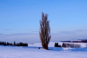 Recommended 1 Day Trip Plan in Biei (Winter) | Hokkaido Bashō trip ...